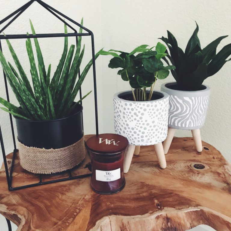 Plantenliefde: Van Een Dode Cactus Naar Een Huis Vol Planten!