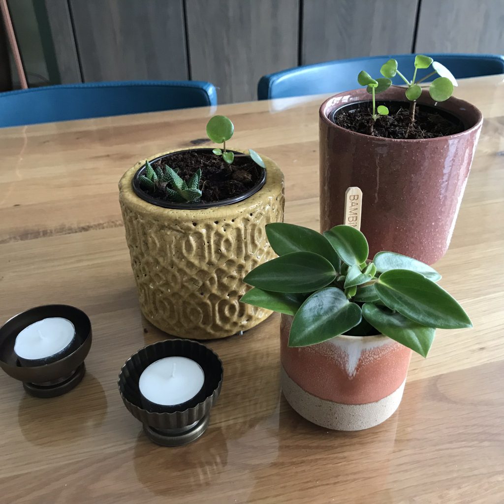 Plantenliefde: Van Een Dode Cactus Naar Een Huis Vol Planten!