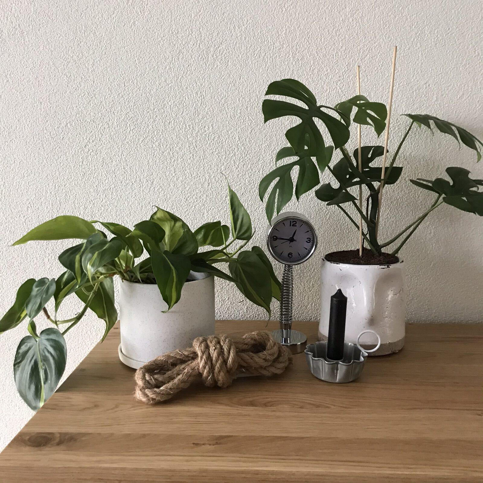 Plantenliefde: Van Een Dode Cactus Naar Een Huis Vol Planten!